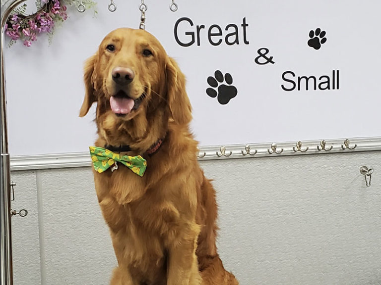 Grooming - Pawsitively Heaven Pet Resort, Inc.