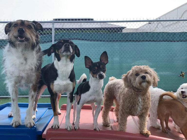 Our Rates - Pawsitively Heaven Pet Resort, Inc.